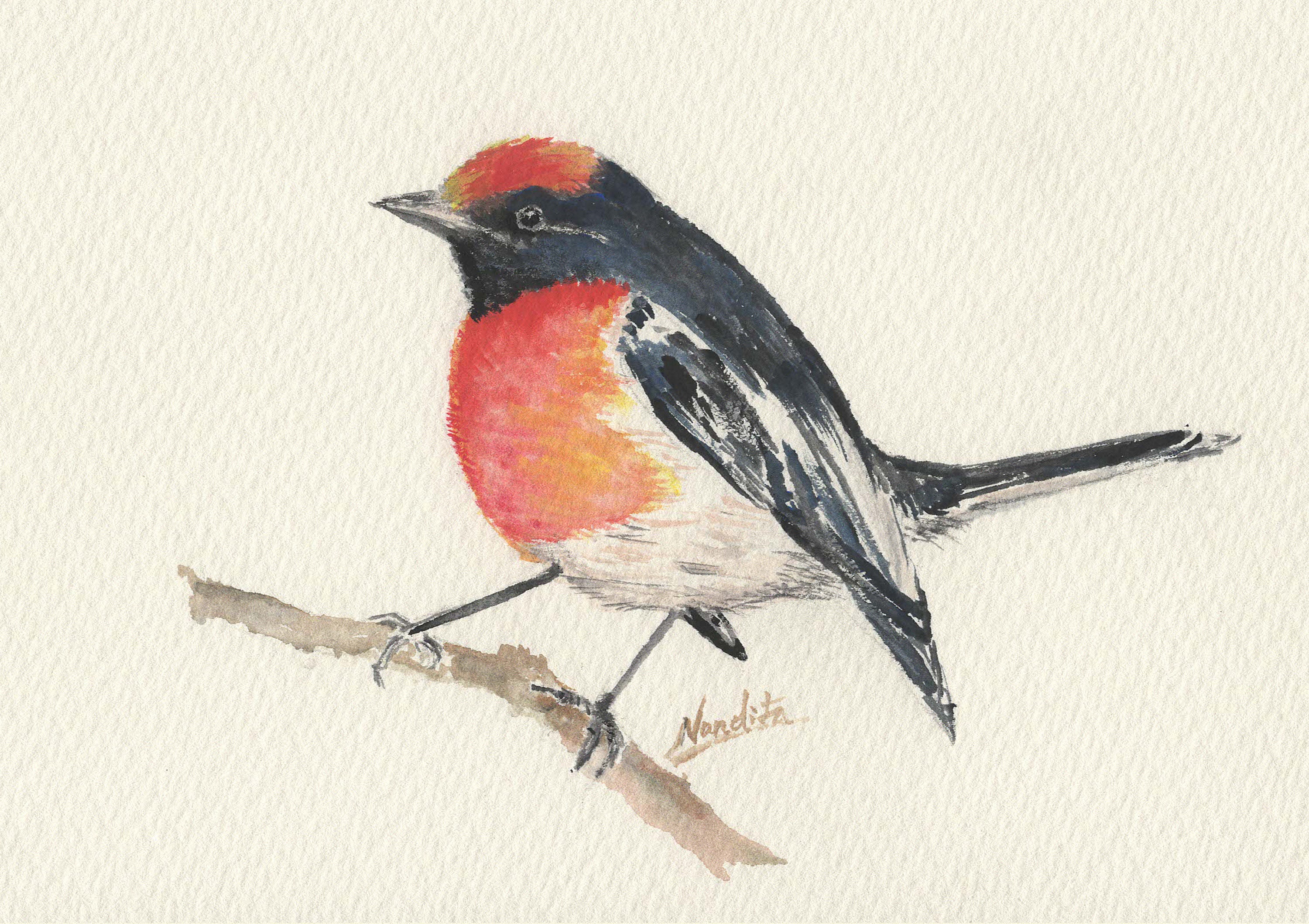 ORIGINAL Robin Watercolour Painting, Australian Scarlet Robin ...