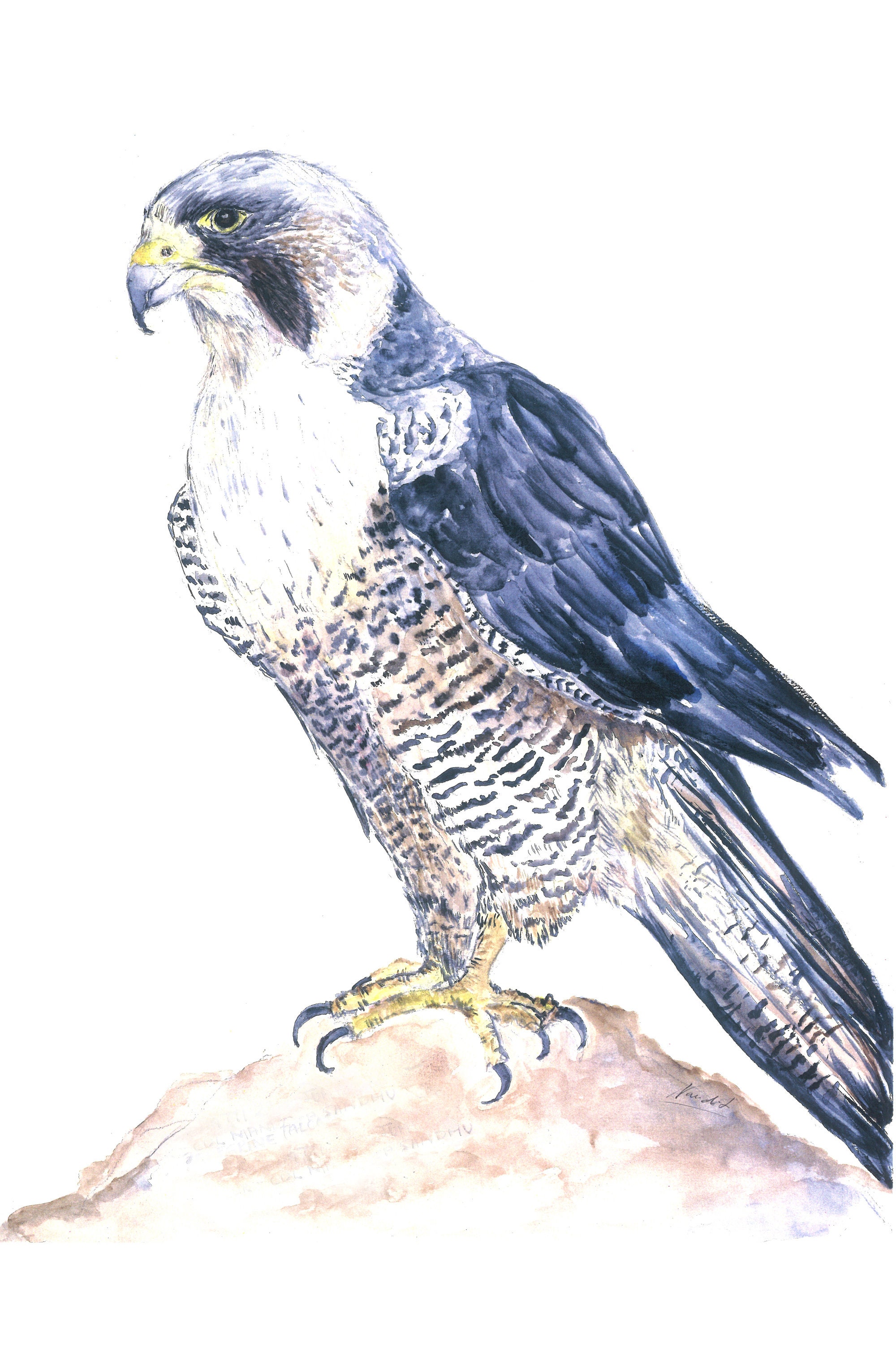 PEREGRINE FALCON Print of Original Watercolour Painting, Predatory ...