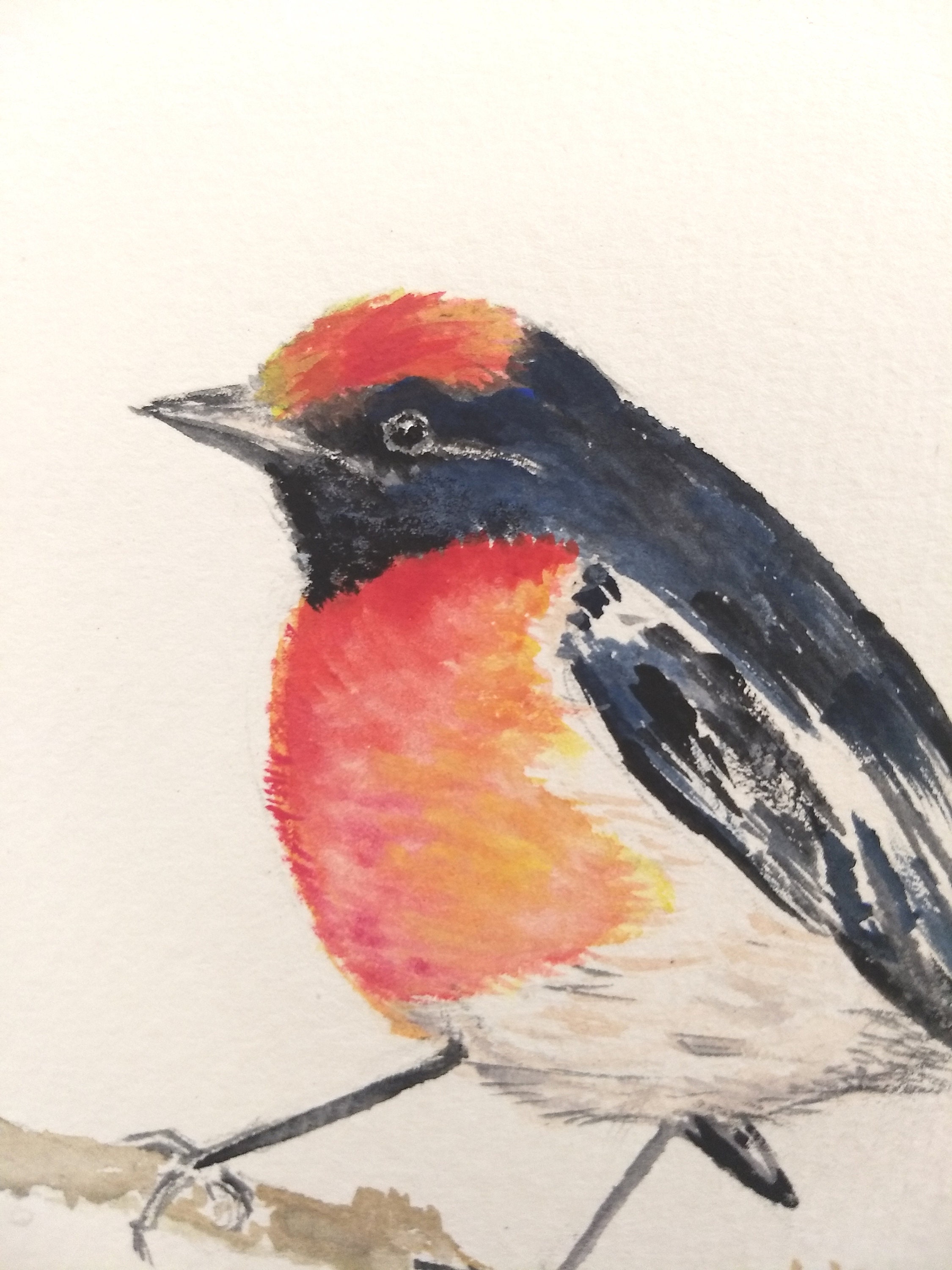 ORIGINAL Robin Watercolour Painting, Australian Scarlet Robin ...