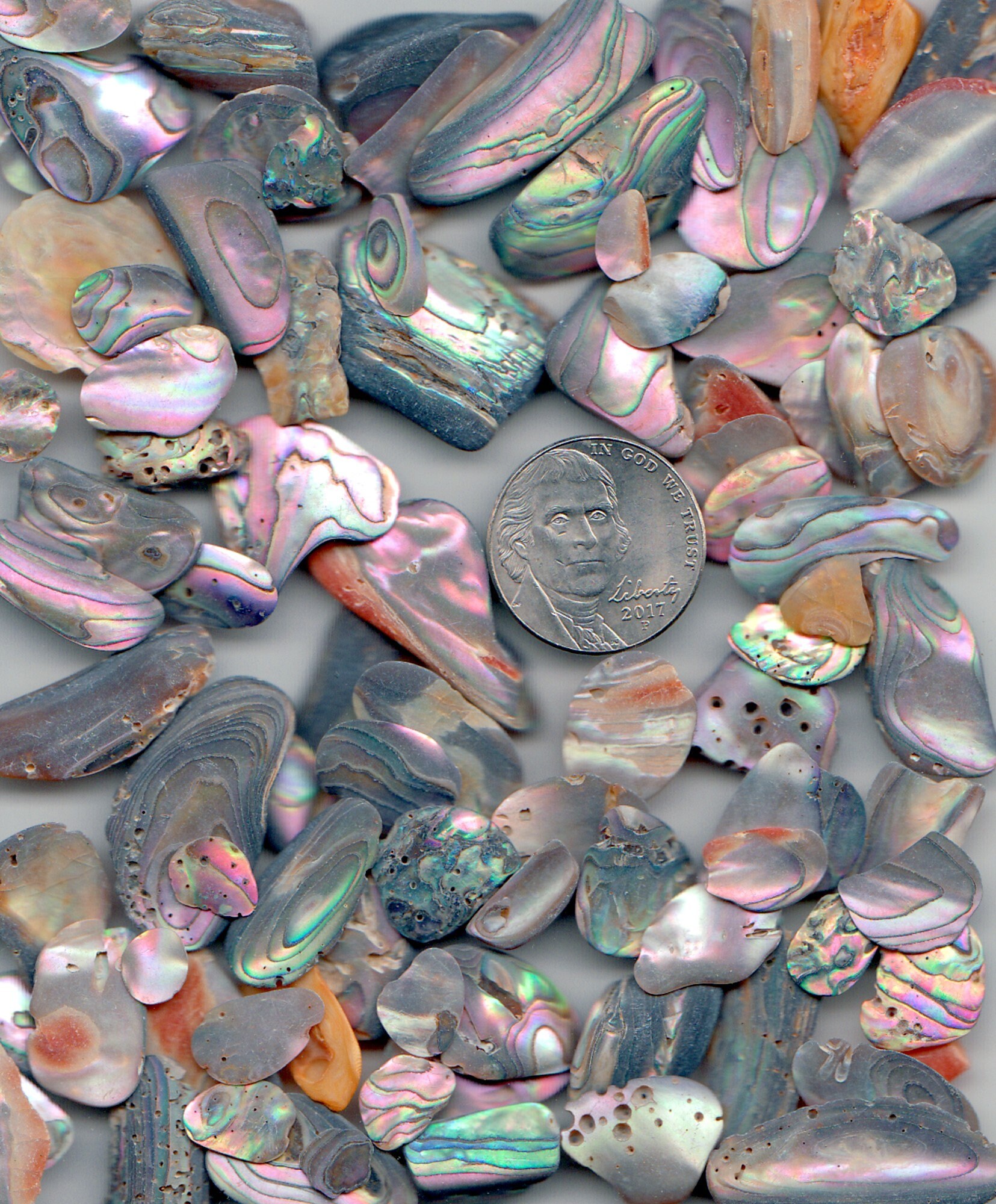 Two ounces of Tumbled & Polished Small Abalone Shells | Etsy