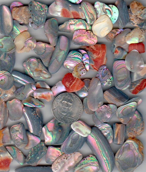 Two Ounces of Tumbled & Polished Small Abalone Shells | Etsy