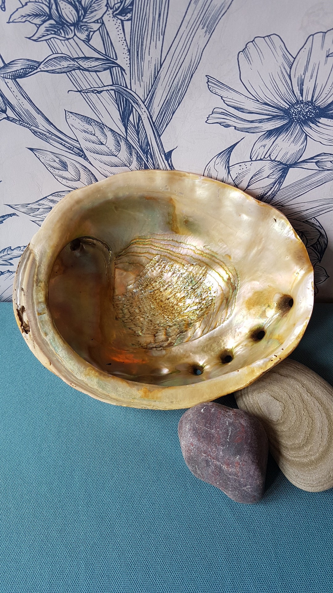 Large Natural Sea Shell, Abalone or Ormer Shell- Interior Decoration ...