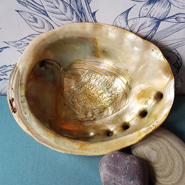 Natural Sea Shells - Etsy