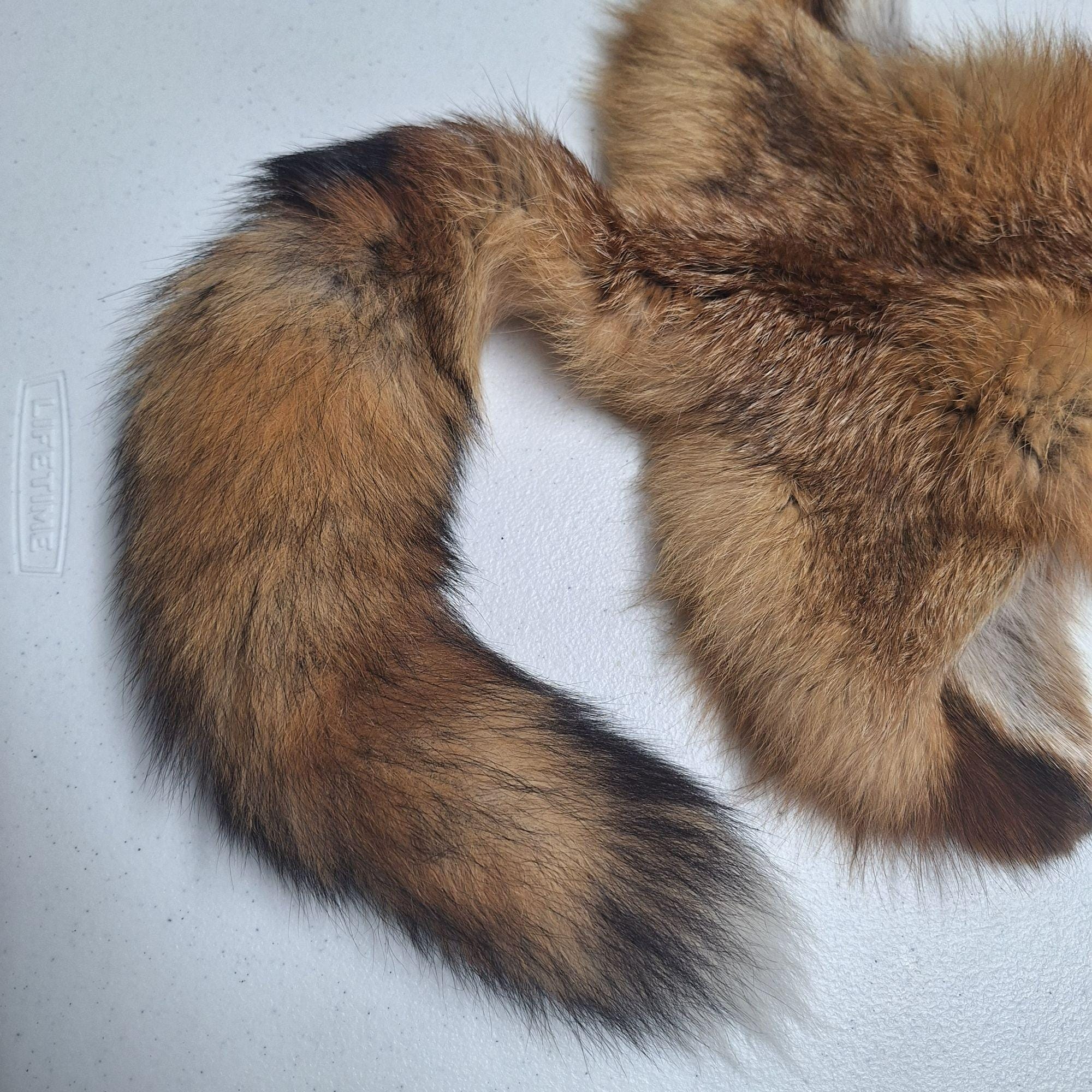 Red Fox Fur Pelt Tanned Taxidermy Hide 49 Inch Michigan Tail Whiskers ...