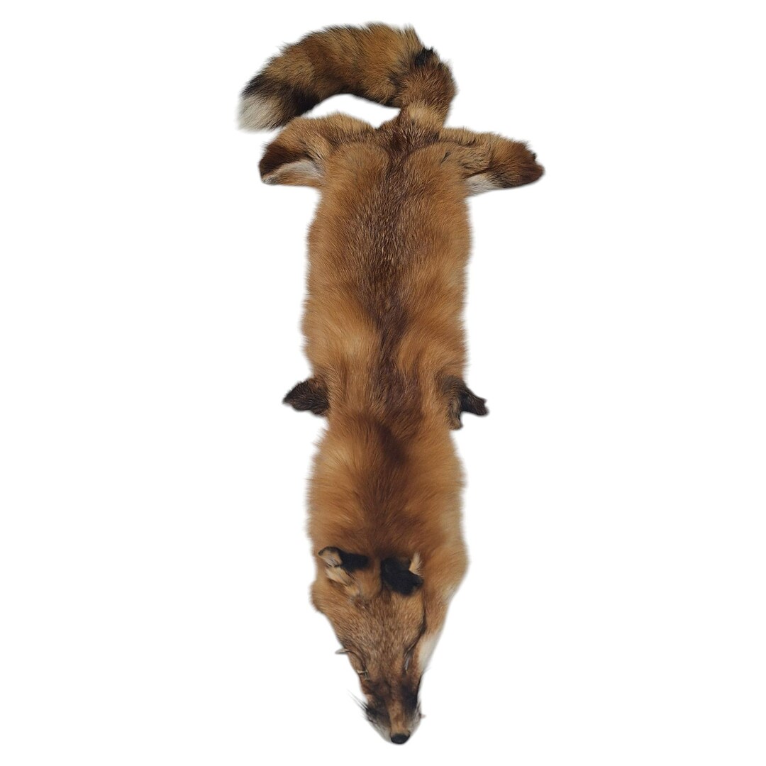 Red Fox Fur Pelt Tanned Taxidermy Hide 49 Inch Michigan Tail Whiskers ...