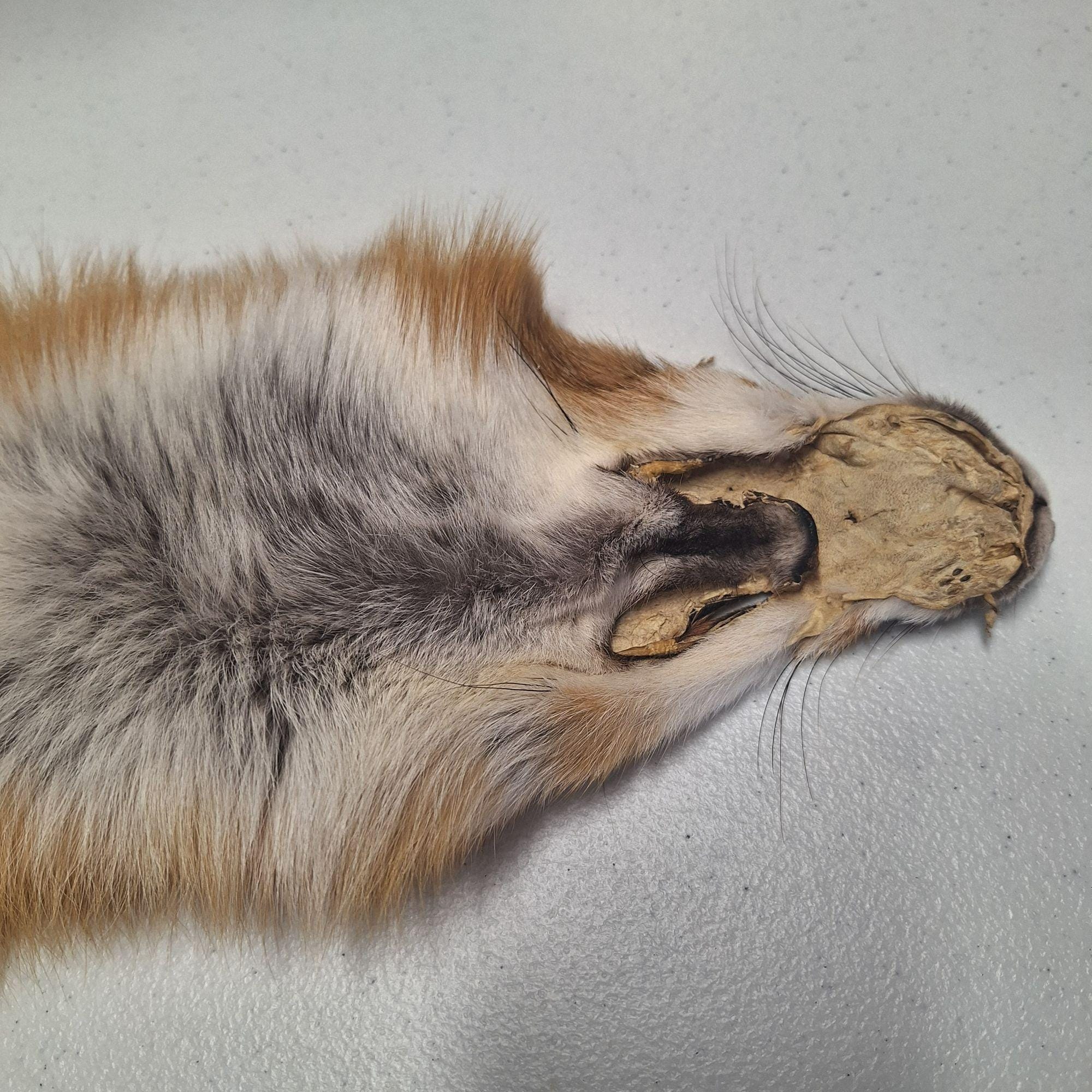 Red Fox Fur Pelt Tanned Taxidermy Hide 49 Inch Michigan Tail Whiskers ...