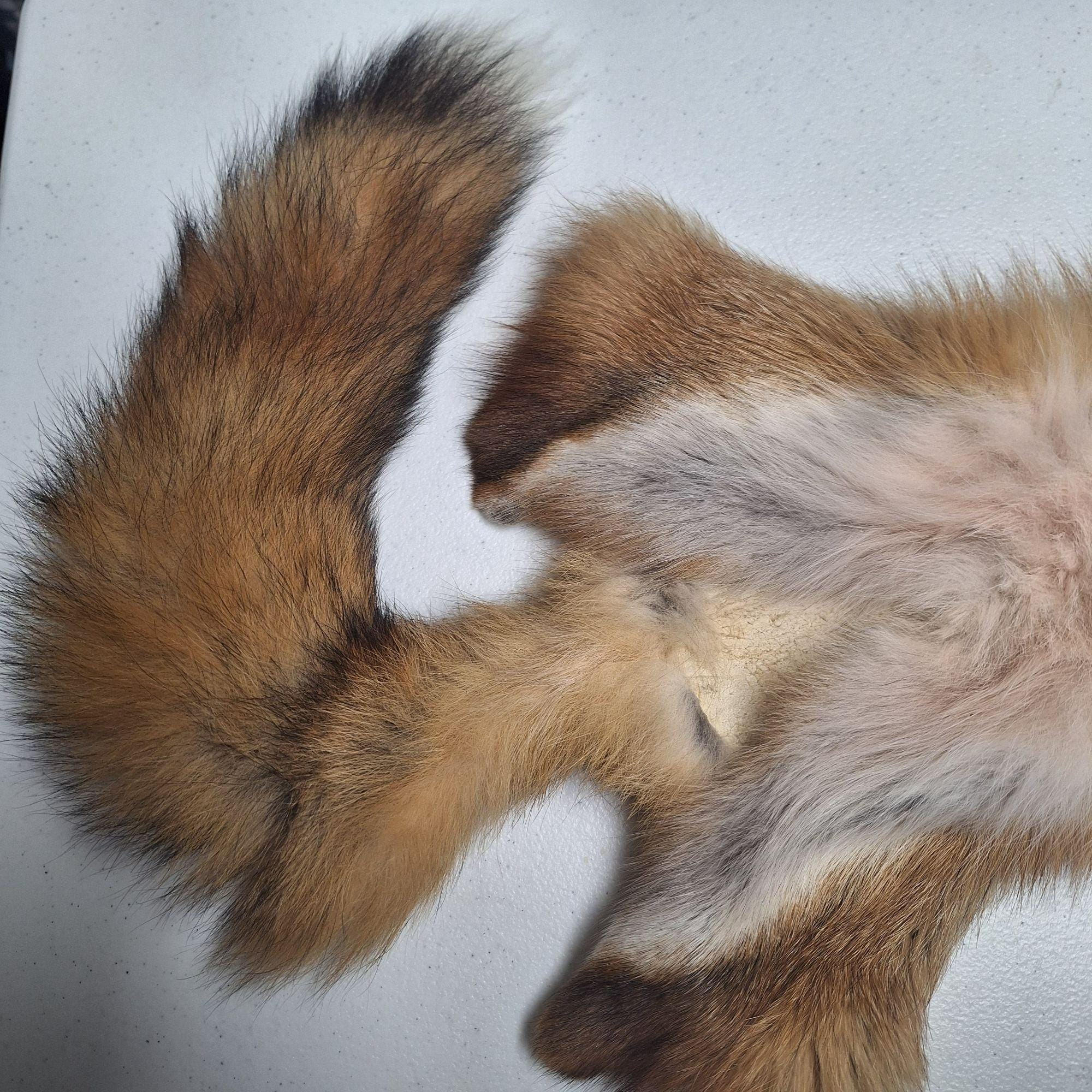 Red Fox Fur Pelt Tanned Taxidermy Hide 49 Inch Michigan Tail Whiskers ...