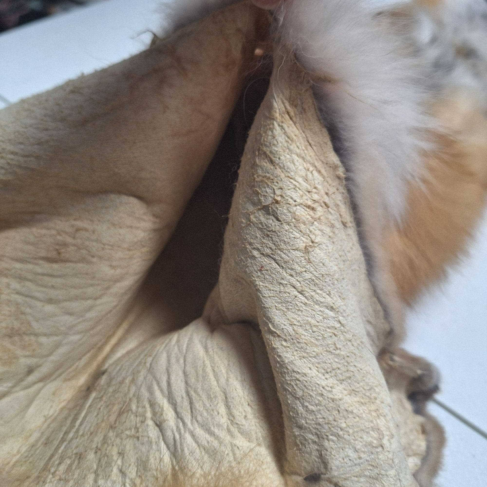 Red Fox Fur Pelt Tanned Taxidermy Hide 49 Inch Michigan Tail Whiskers ...