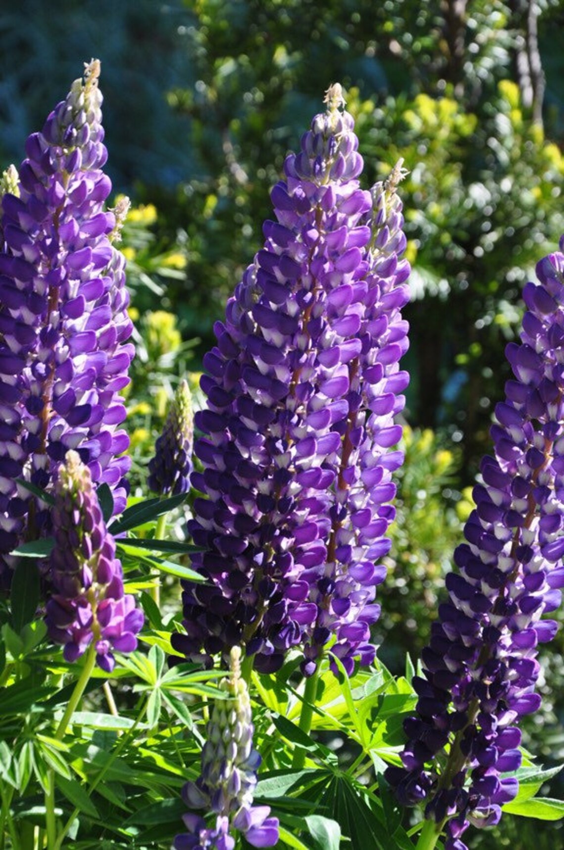 Wolf Bean Lupine Lupini Bean Packet Flower & Vegetable - Etsy