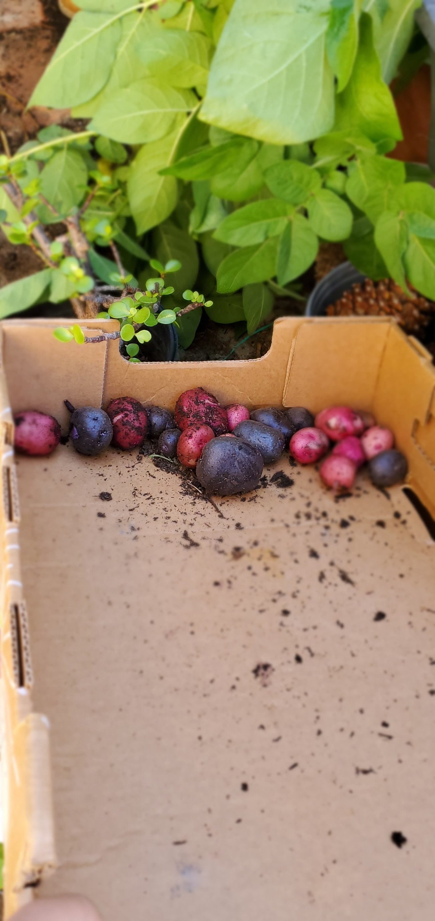 Mixed Color Seed Potatoes Purple White Red Yellow home | Etsy