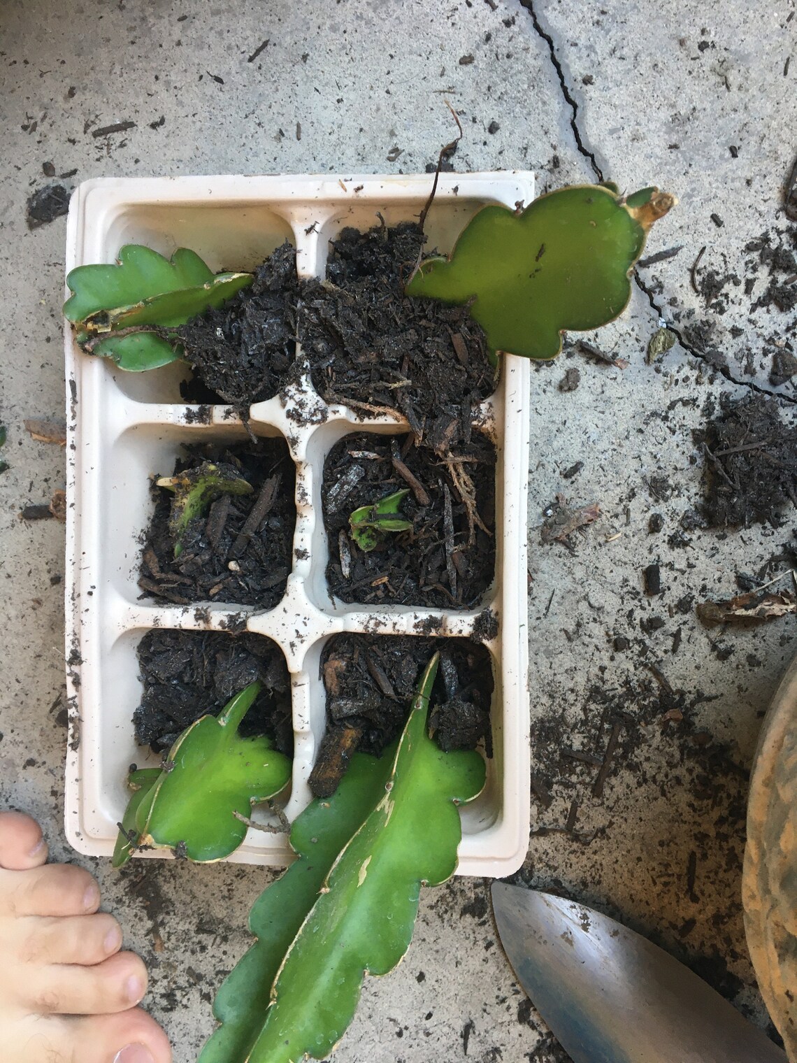 Dragonfruit Plant Base. pitaya - Etsy