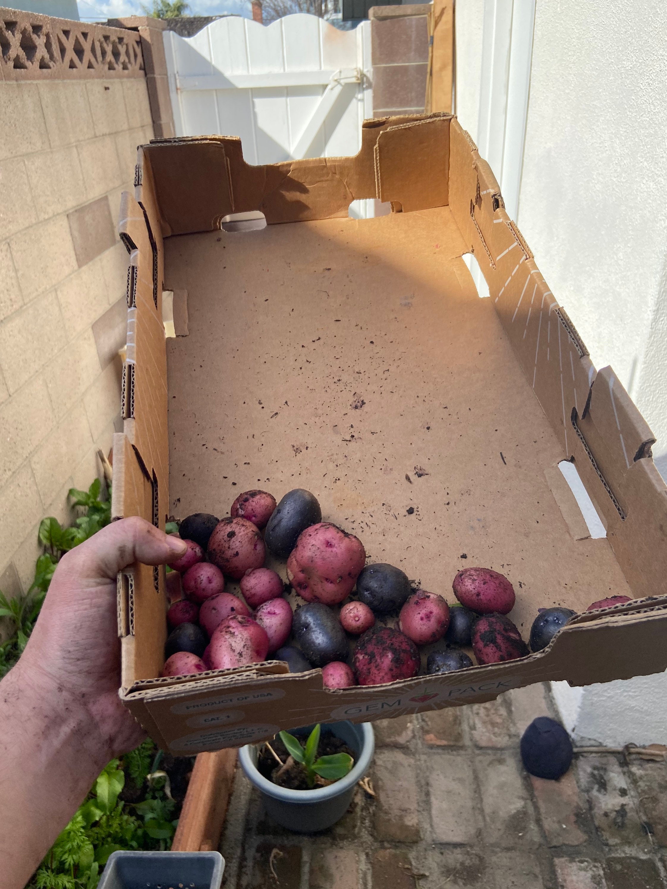 Mixed Color Seed Potatoes Purple White Red Yellow home | Etsy