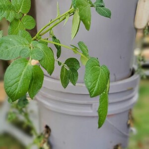 Deluxe Potato Tower & Seed Potato Kit - Etsy