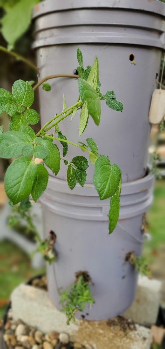 Deluxe Potato Tower & Seed Potato Kit | Etsy