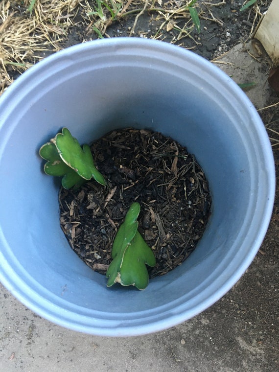 Dragonfruit plant base. Pitaya | Etsy