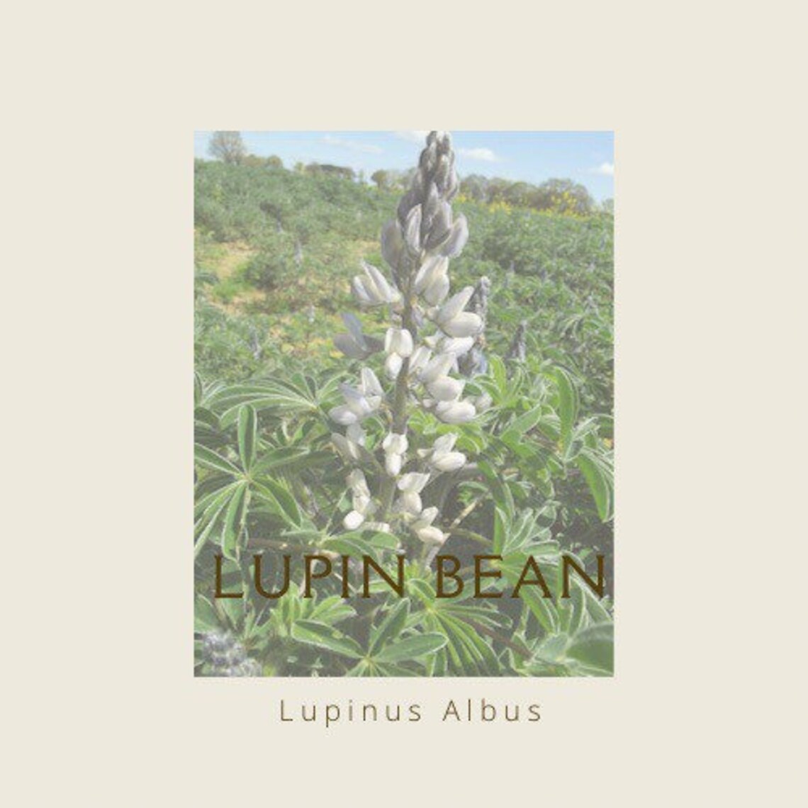 Wolf Bean Lupine Lupini Bean Packet Flower & Vegetable - Etsy