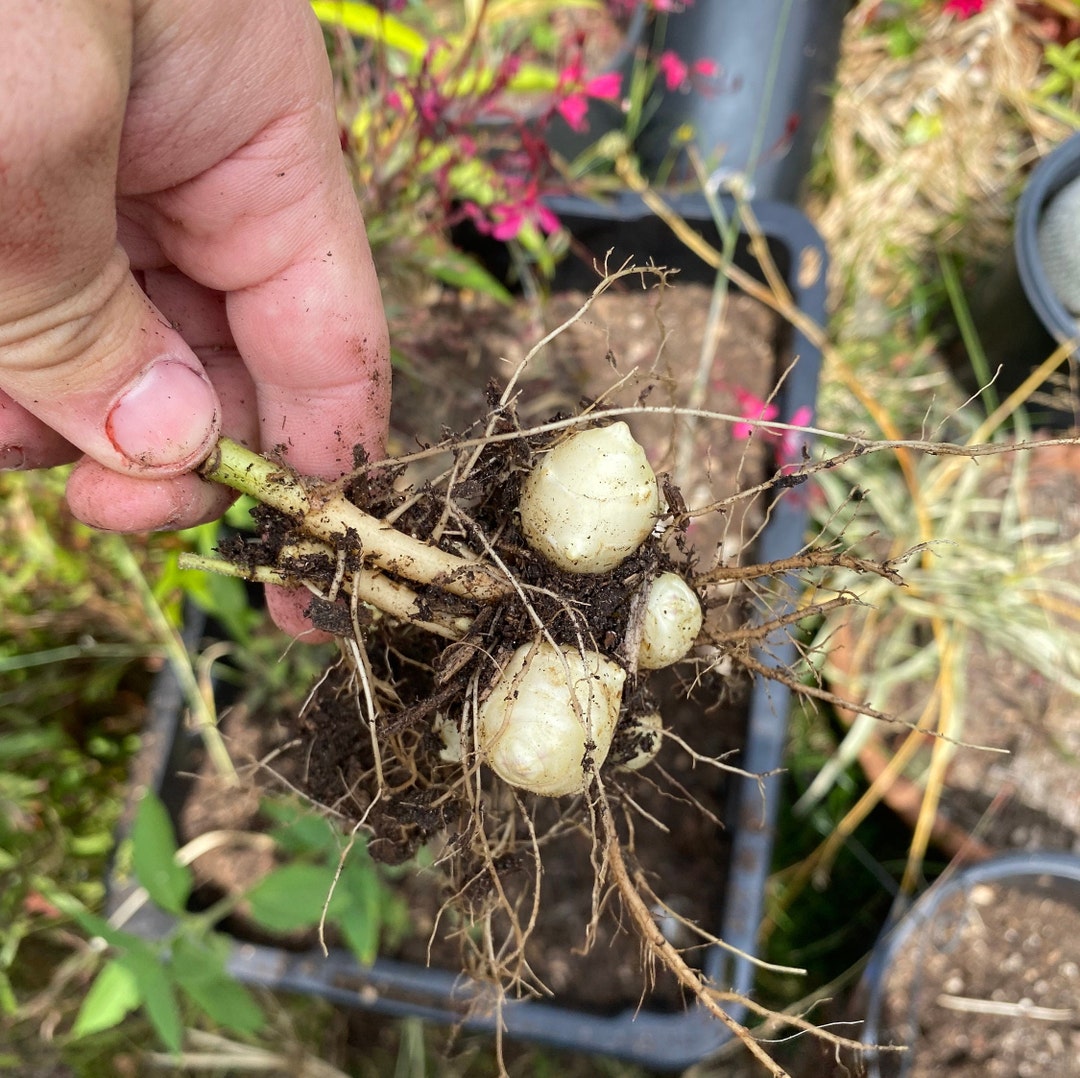 Sunchoke Grow OFF GRID Perennial - Etsy