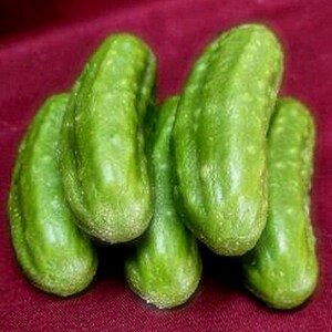 Large Fake Pickles, Wax Pickles, Prop Display Pickles, Pickle Embeds - Etsy