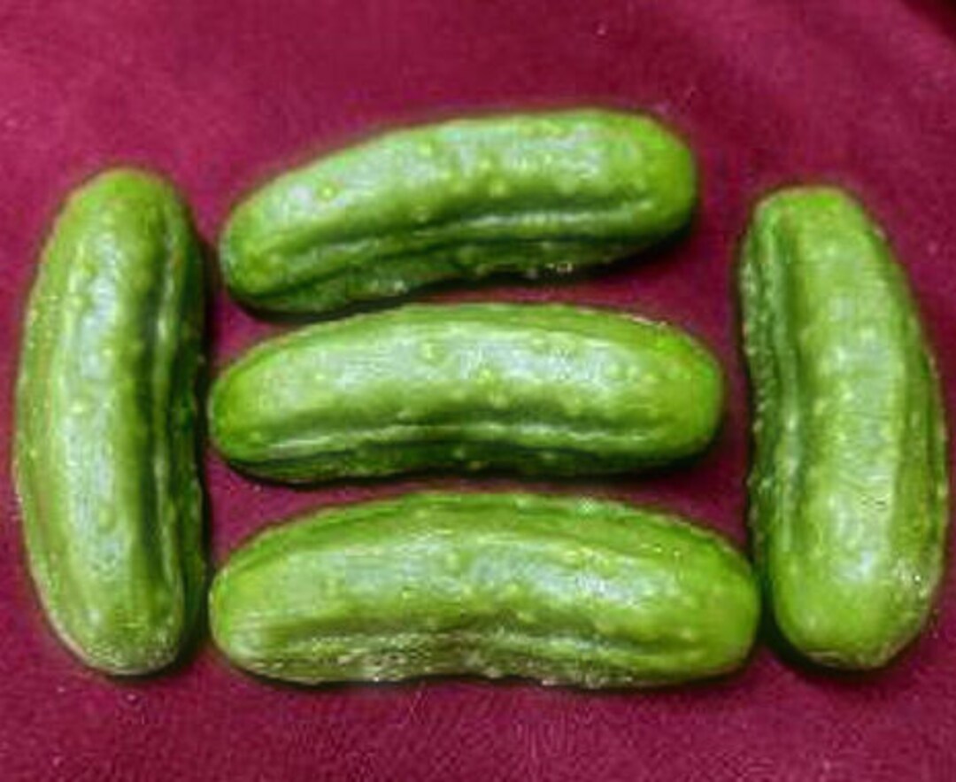 Large Fake Pickles, Wax Pickles, Prop Display Pickles, Pickle Embeds - Etsy