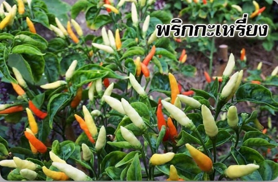 Karen Pepper Seed Thai Hot Karen Pepper Seed Prek Kareing - Etsy