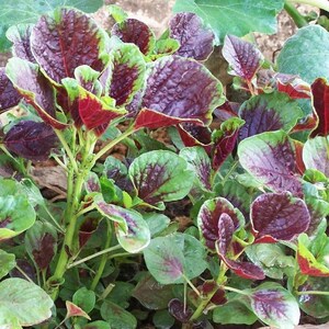 Red Striped Amaranth Seed | Yin Choi | Chinese Spinach - Etsy