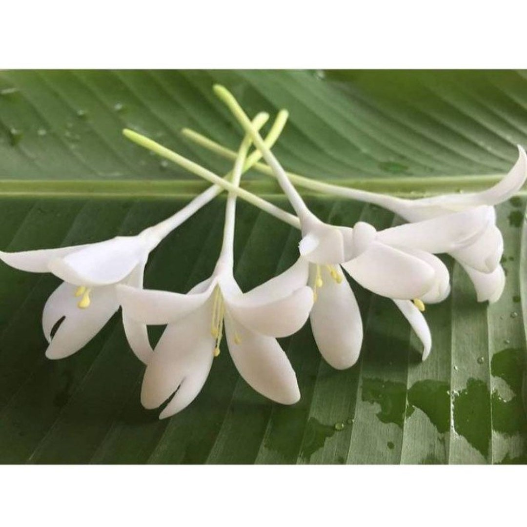 Millingtonia Tree Seed | Indian Cork Tree Seed | Tree Jasmine Seed ...