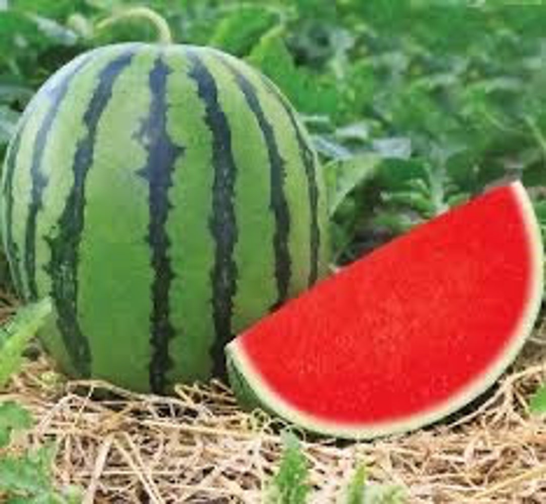 Thai Seedless Watermelon F1 Seed var. Magnum - Etsy