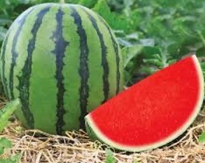 Watermelon Seeds B4 Non-gmo, Open Pollinated, Heirloom for Hydroponics ...