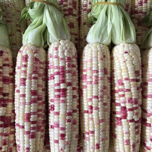 Violet White Waxy Corn (F1) | Thai Violet White Waxy Corn (F1) - Etsy