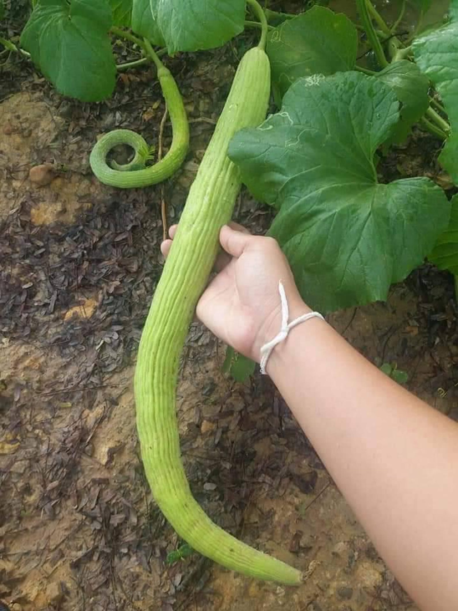 Armenian Yard Long Cucumber Seed (heirloom) Cucumber Metki Pale Green ...