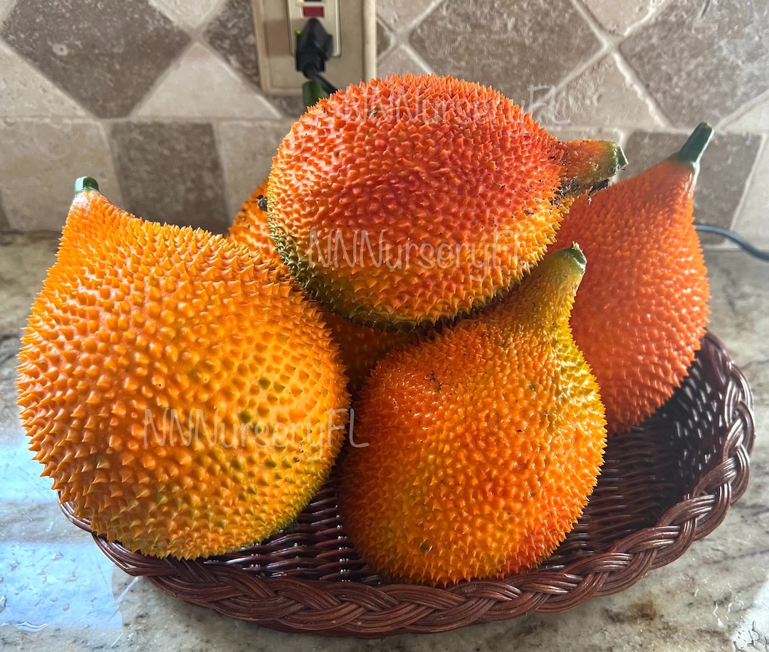 Gac Fruit Seeds (heirloom Seed 08/2024) | Momordica Cochinchinensis ...
