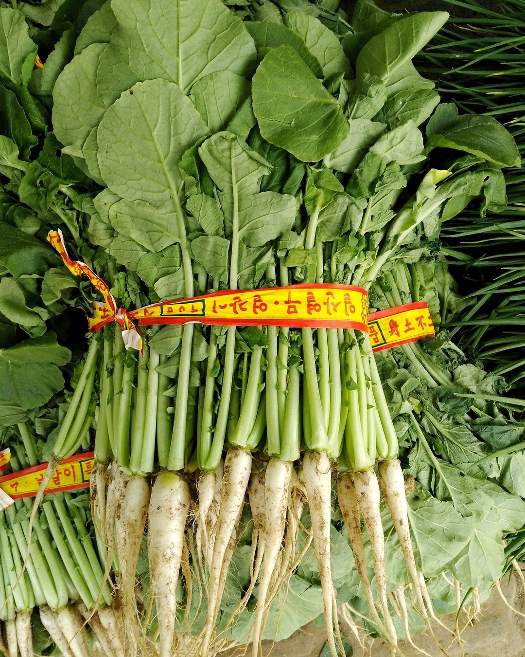 Korean Young Summer Radish Seed | Yeolmu (열무) Seed - Etsy