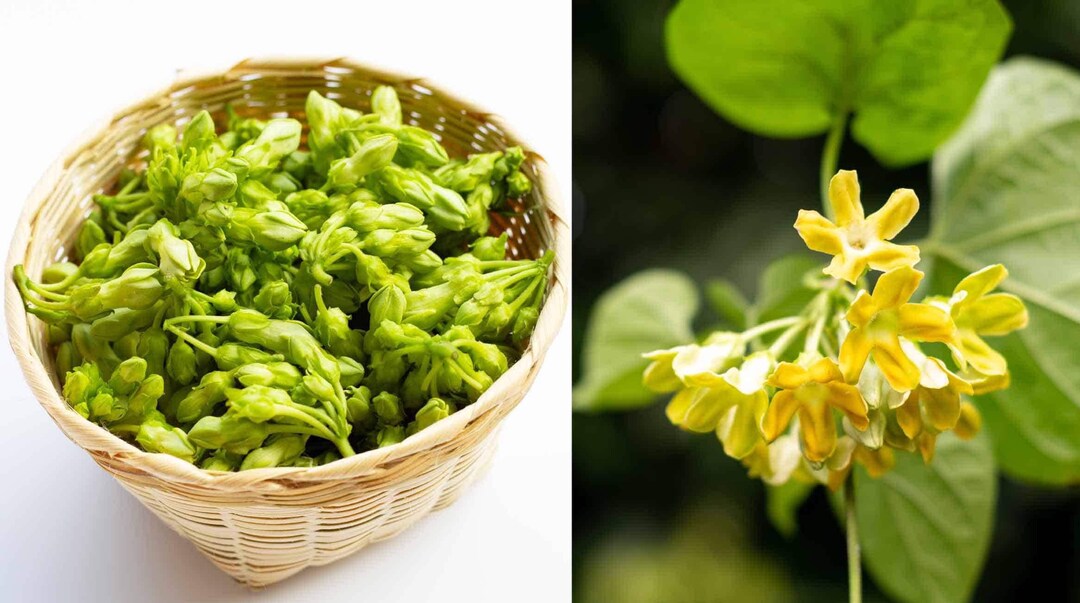 Telosma Cordata Seed | Cowslip Creeper Seed - Etsy