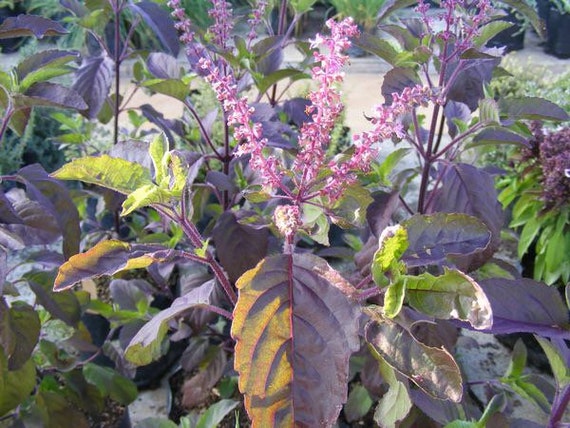 Thai Purple Holy Basil Seed Ka Proud Muang - Etsy