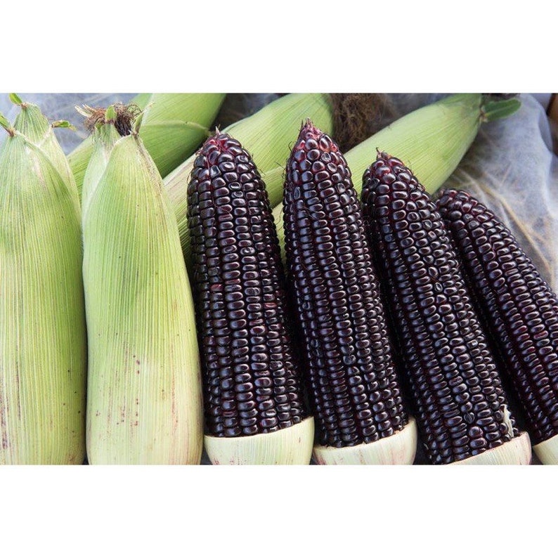 Purple Waxy Corn Seed Thai Purple Waxy Corn Seed - Etsy