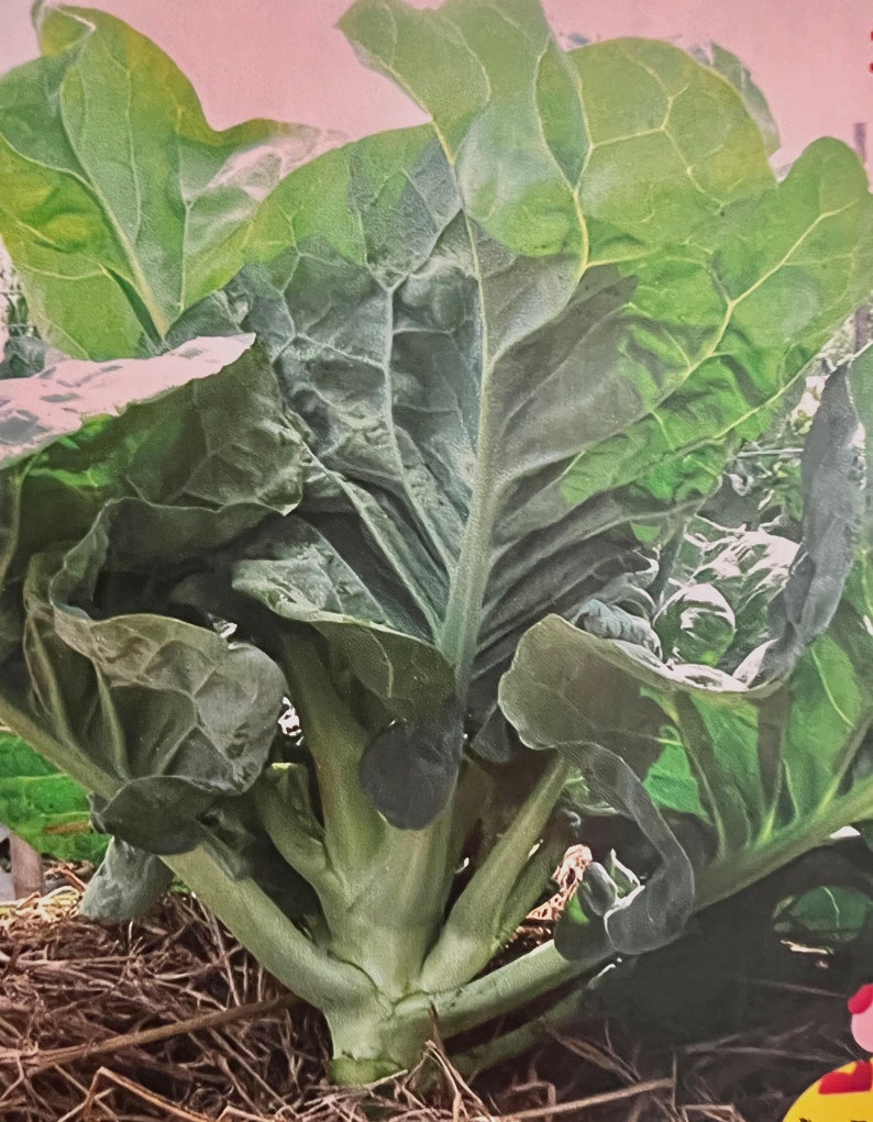 Large Leaf Chinese Kale Seed round Large Leaf - Etsy