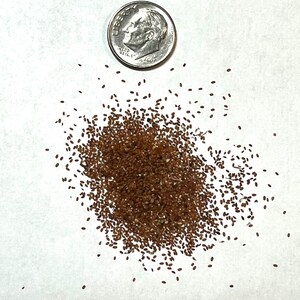 Korean Shepherd’s Purse Seed (naengi Namul) Seeds - Etsy