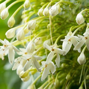 Millingtonia Tree Seed | Indian Cork Tree Seed | Tree Jasmine Seed ...