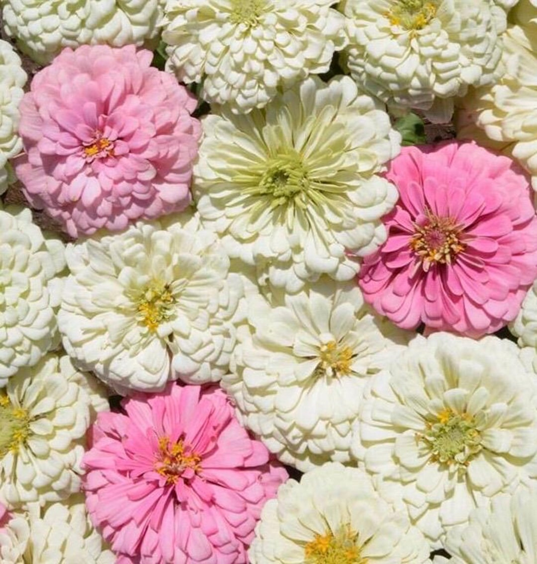 Zinnia Blushing Bride Mix Seed - Etsy
