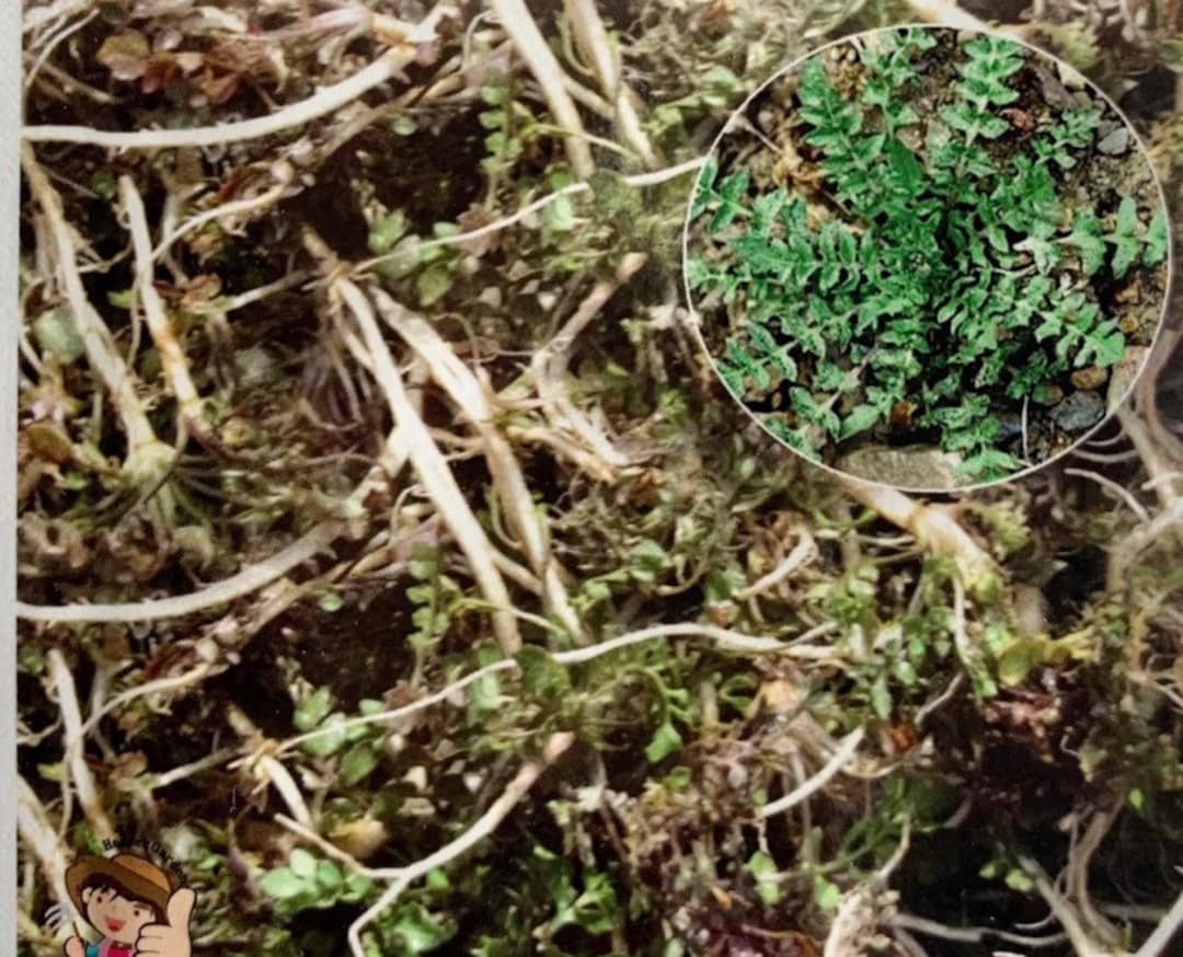 Korean Shepherd’s Purse Seed (naengi Namul) Seeds - Etsy