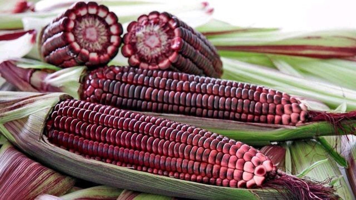 Siam Ruby Sweet Corn Seeds Thai Ruby Sweet Corn Seed | Etsy