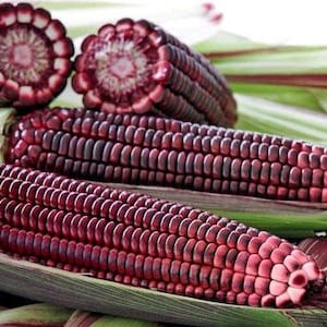 Siam Ruby Sweet Corn Seeds Thai Ruby Sweet Corn Seed | Etsy