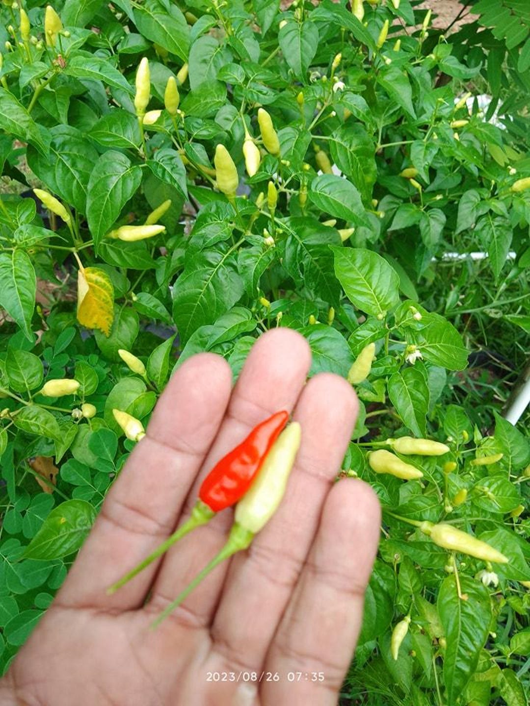Karen Pepper Seed | Thai Hot Karen Pepper Seed | Prek Kareing Pepper ...
