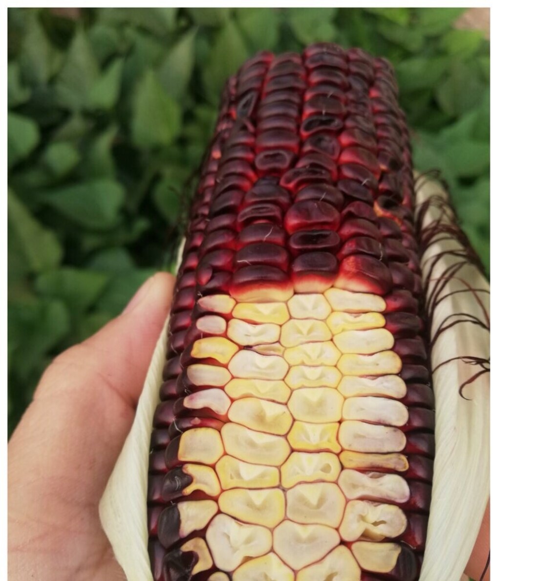 Siam Ruby Sweet Corn Seeds Thai Ruby Sweet Corn Seed | Etsy