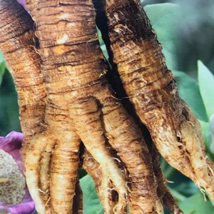 Codonopsis Lanceolata Seed | Deodeok Seed - Etsy