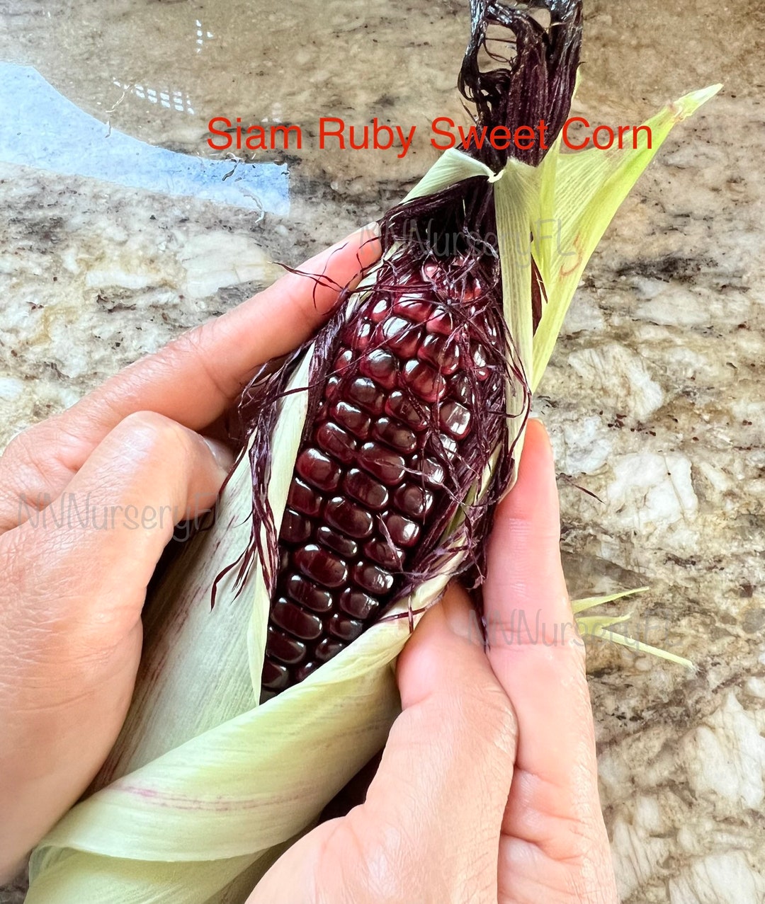 Siam Ruby Sweet Corn Seeds | Thai Ruby Sweet Corn Seed - Etsy