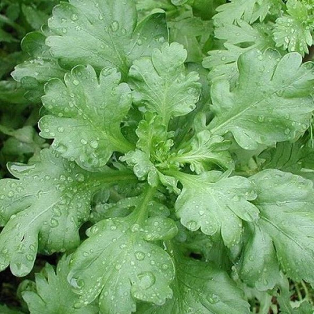 Garland Chrysanthemum Seed |tong Oh | Round Leaf Garland Chrysanthemum ...