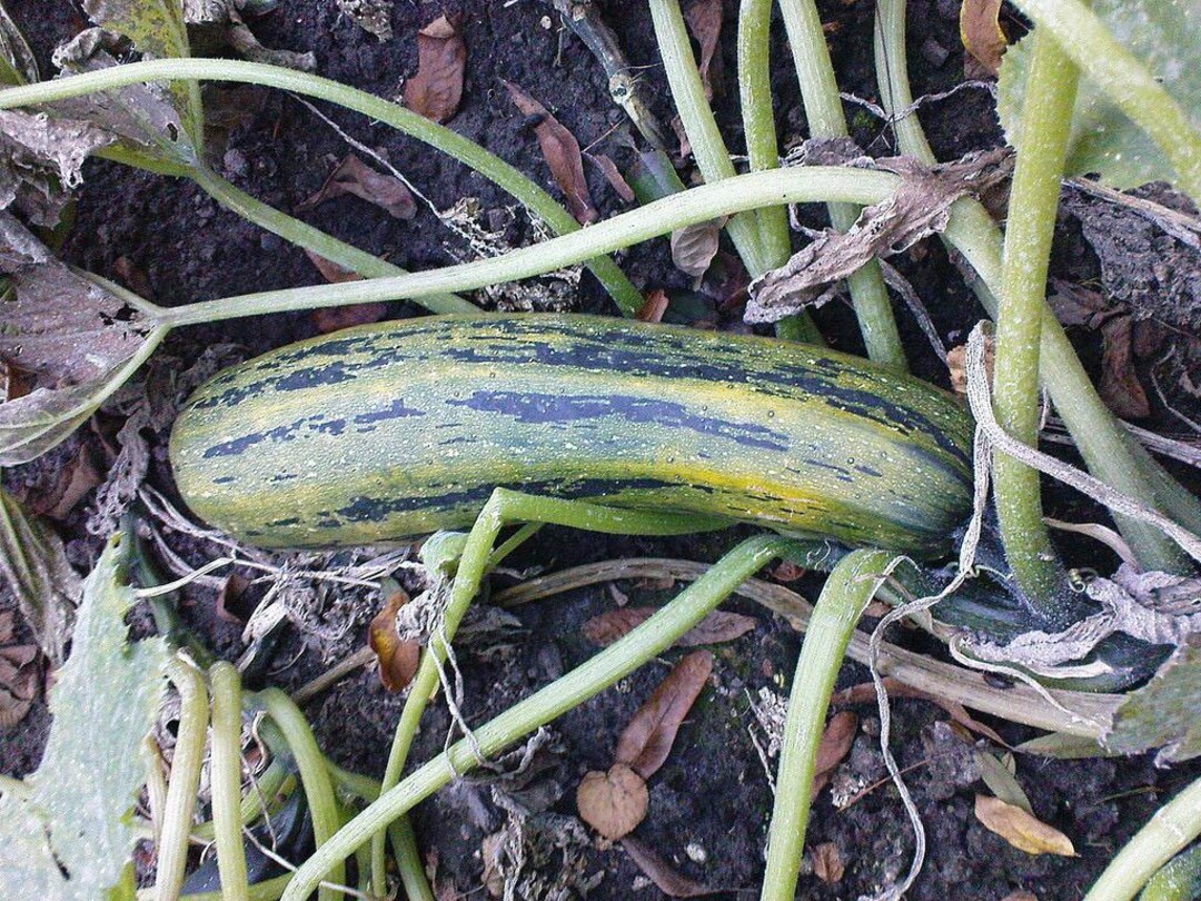 Marrow Green Bush Squash Seed (heirloom) - Etsy