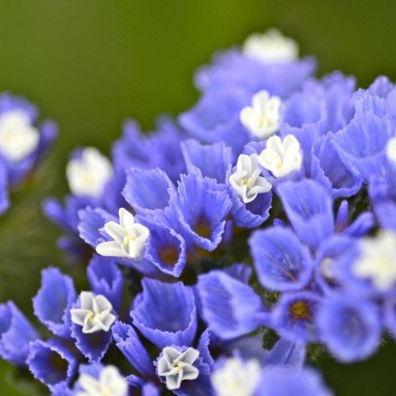 Statice Seeds - Etsy