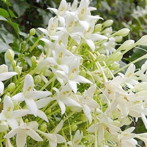 Millingtonia Tree Seed | Indian Cork Tree Seed | Tree Jasmine Seed ...